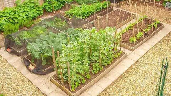 Inspirasi Kebun di Halaman Rumah untuk Lahan Sempit